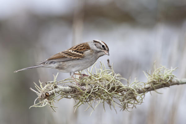 Chippies birds are baffling in the wild