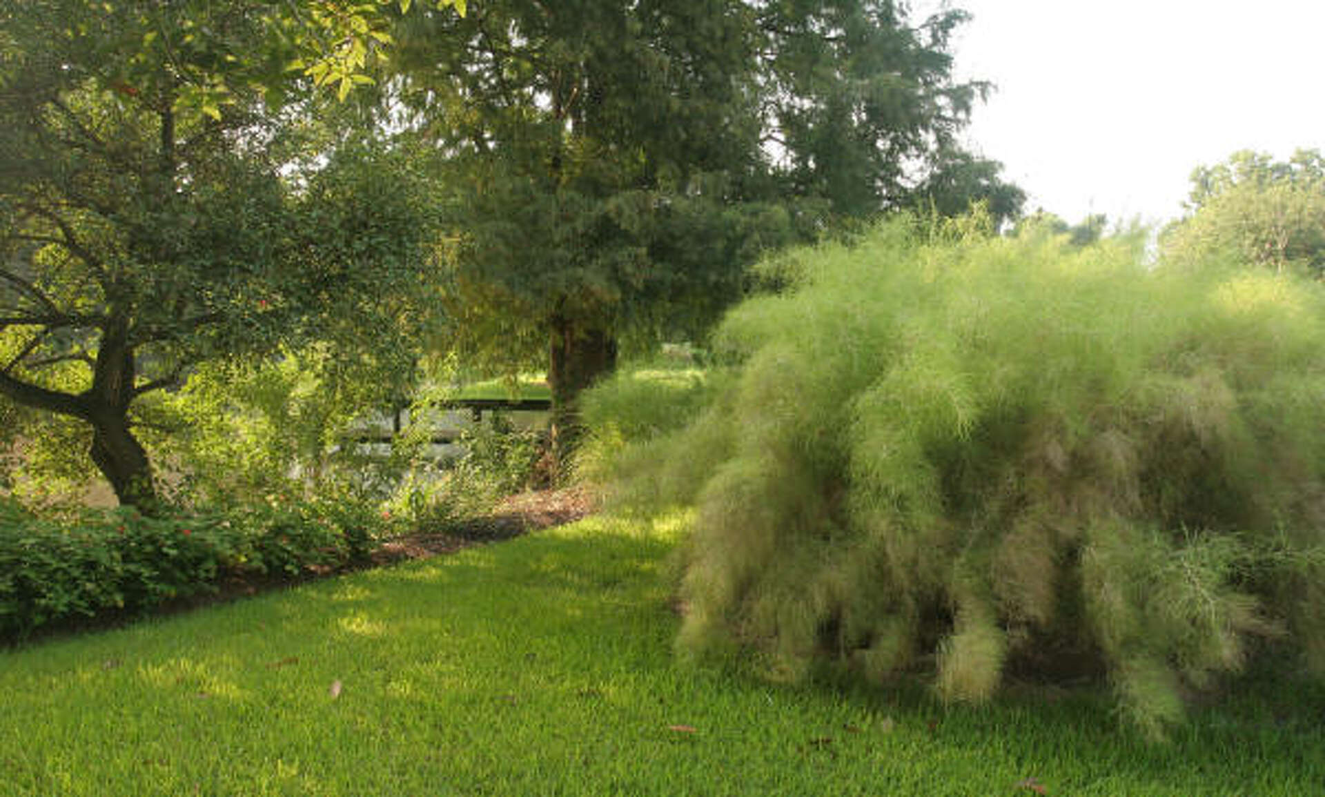Sun-loving plants