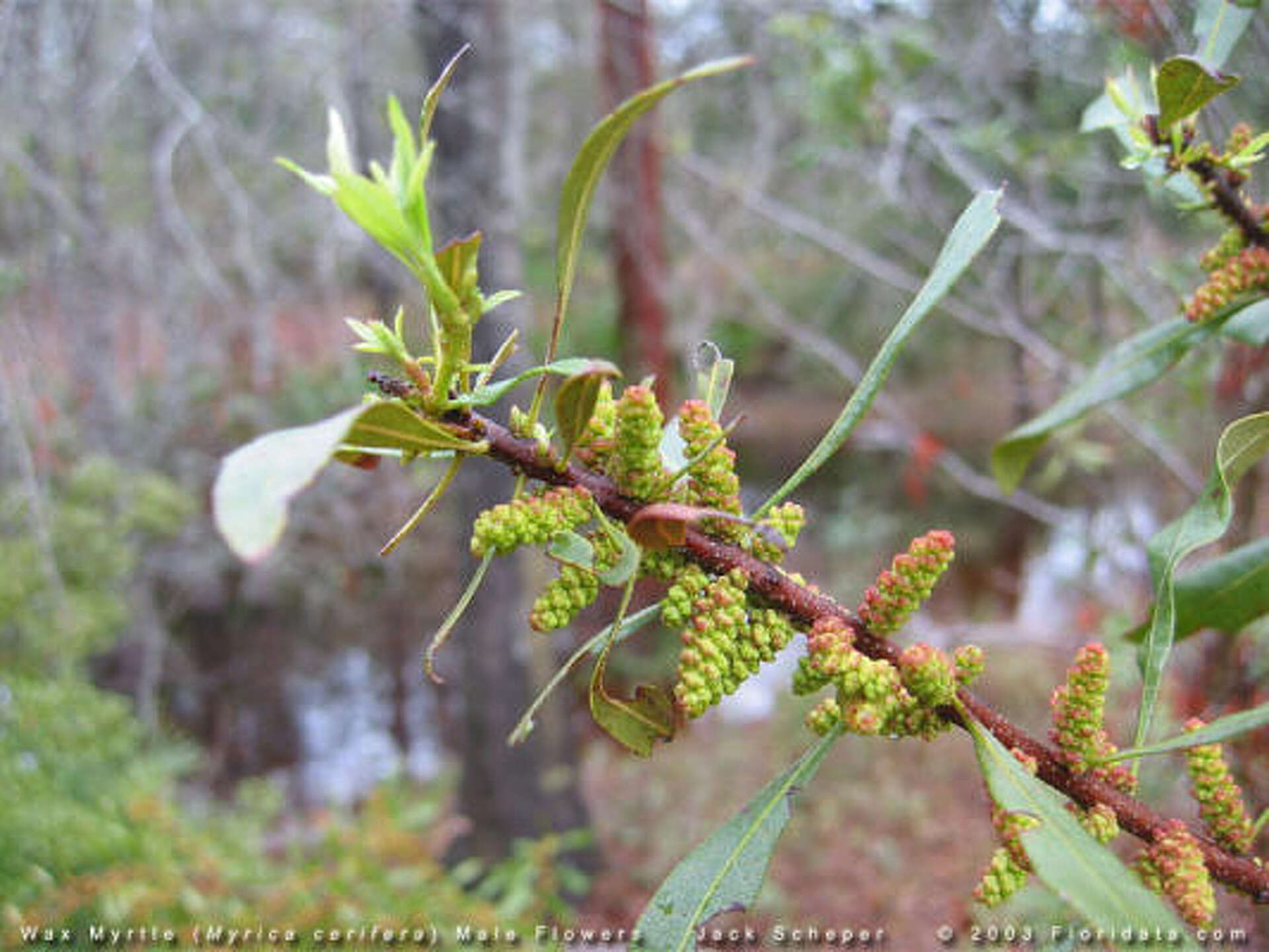 10 great small trees for Houston