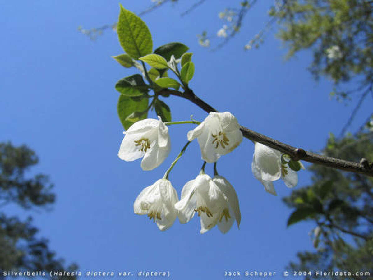 10 great small trees for Houston