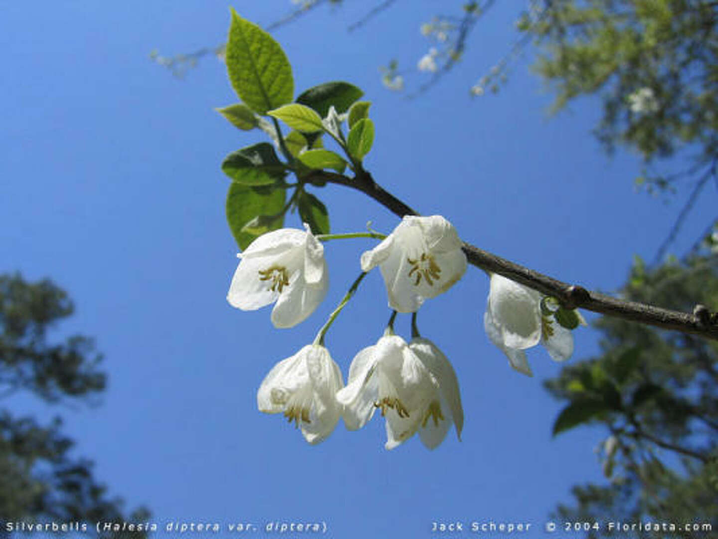 10 great small trees for Houston