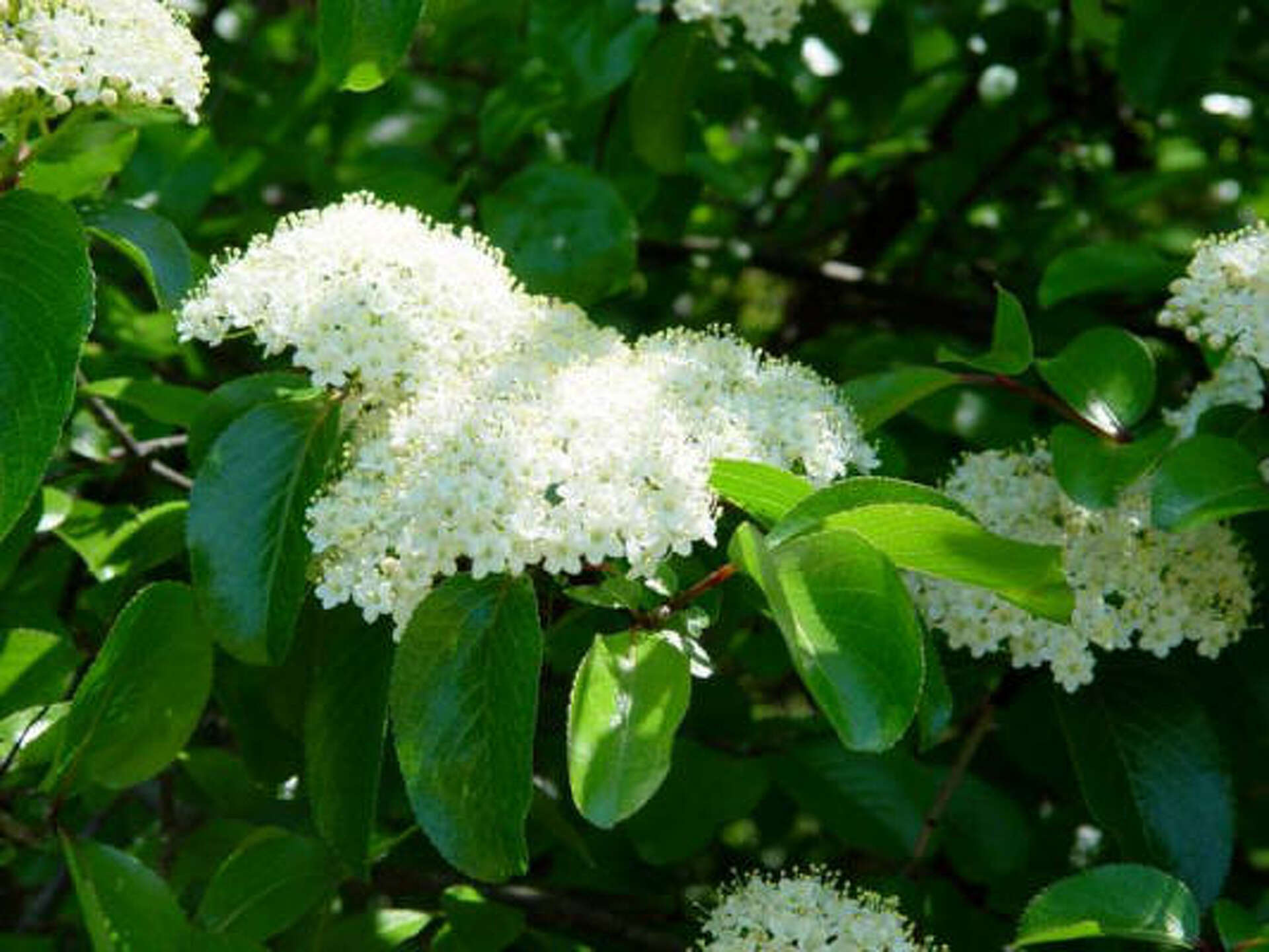 10 great small trees for Houston