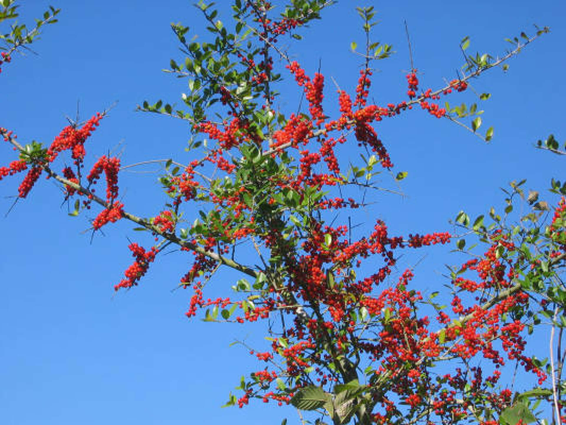 10 great small trees for Houston