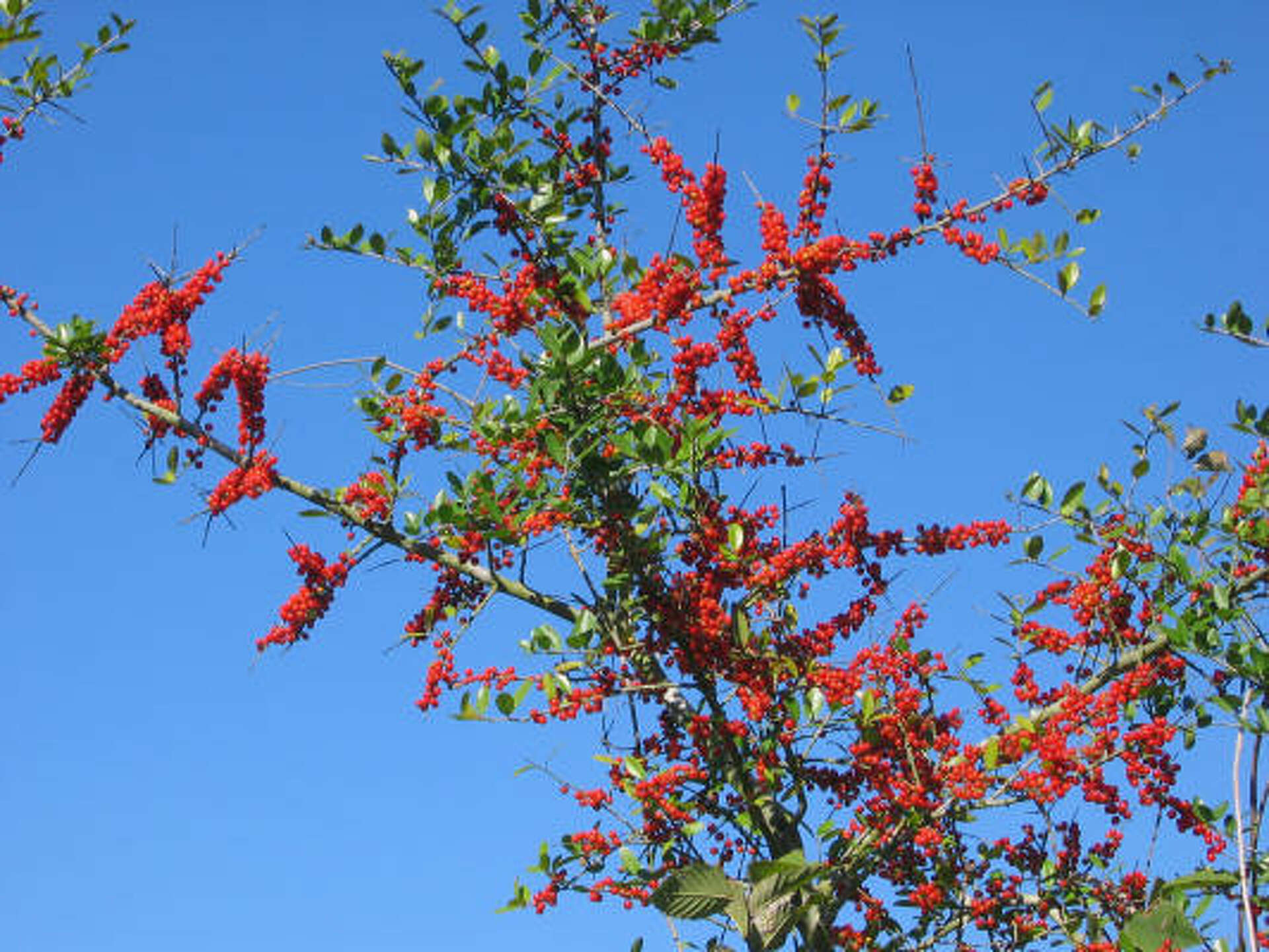 10 great small trees for Houston