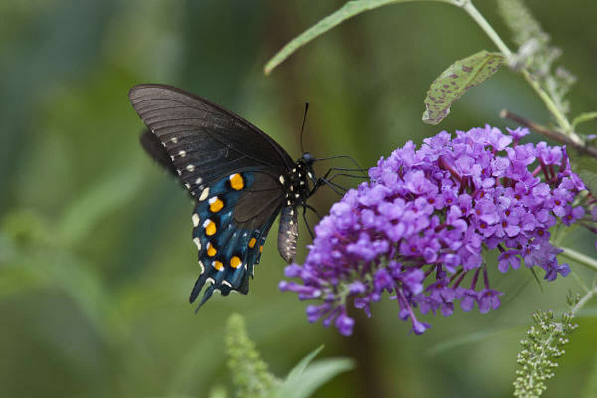 Butterflies protect themselves through mimicry
