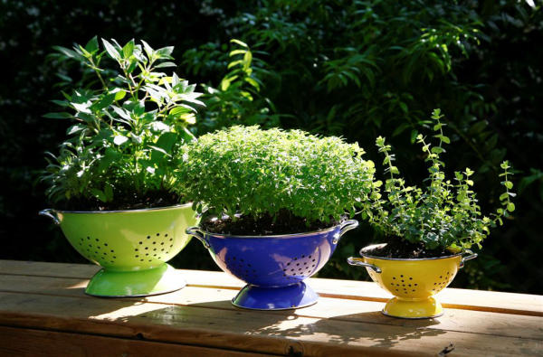 Containers are cooking: Pot up some herbs