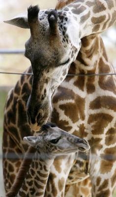Giraffe, calf die during birth at Houston Zoo