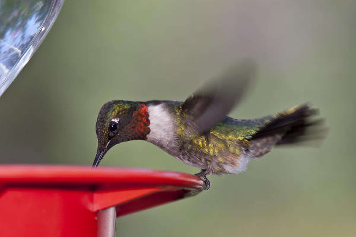 Look for migrating hummingbirds