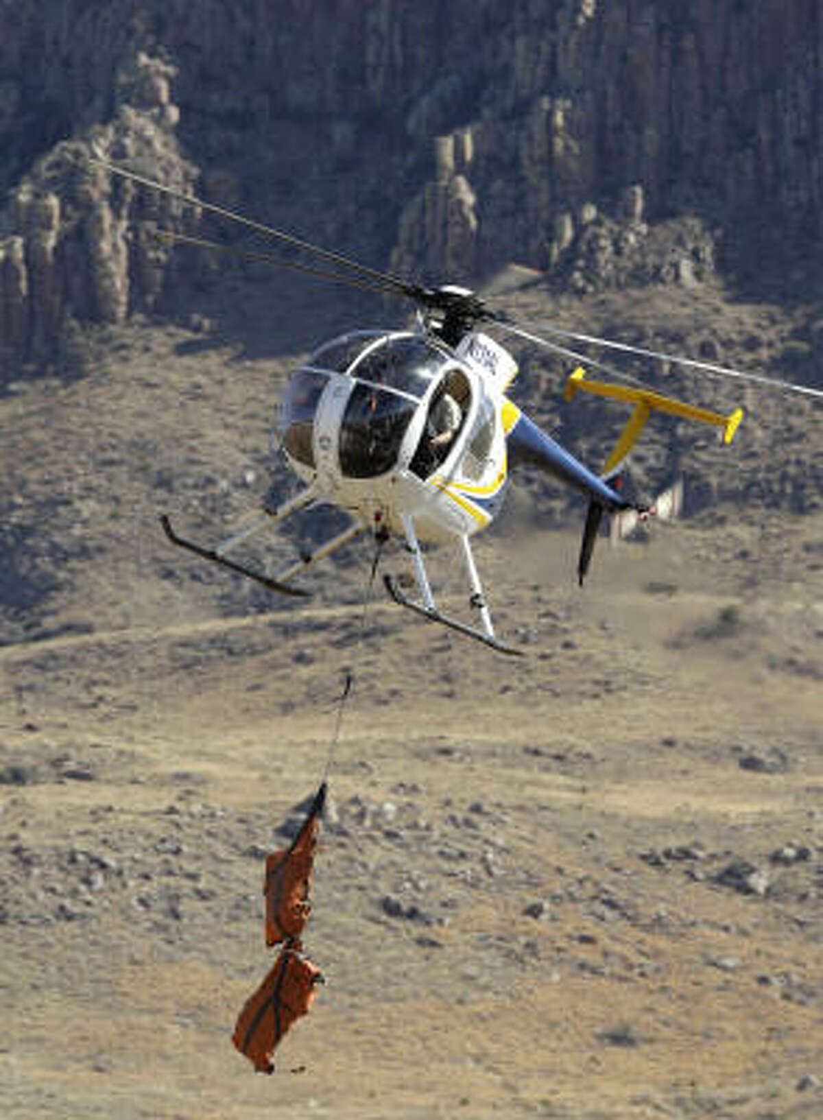 Bighorn sheep get a Texas home where ancestors roamed