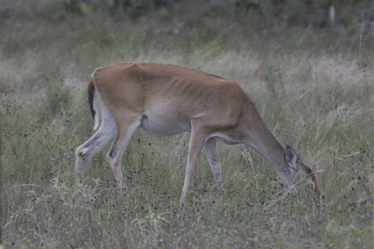 Tompkins: Drought conditions threaten wildlife habitats