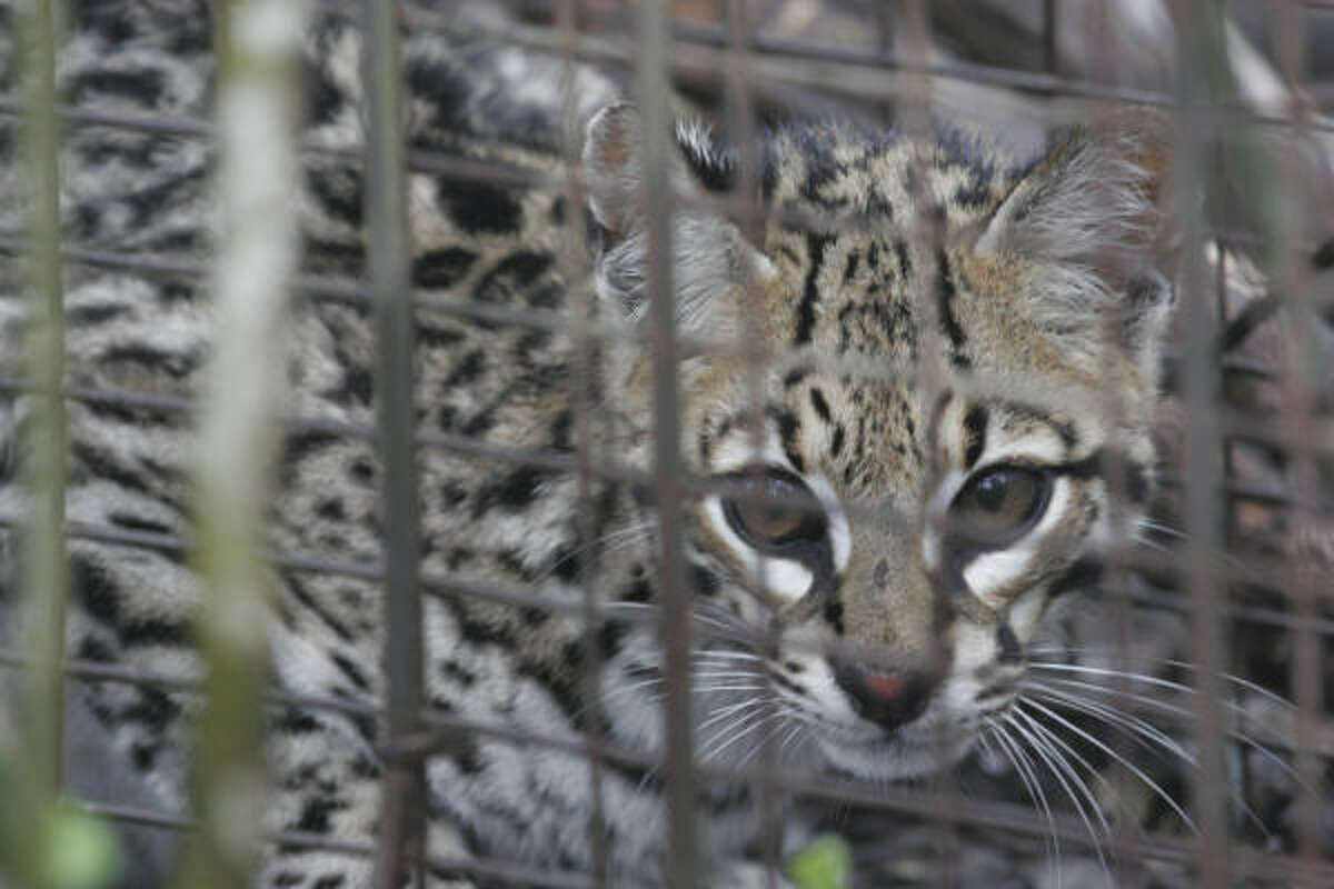 Outdoors: Situation for ocelots in Texas dire