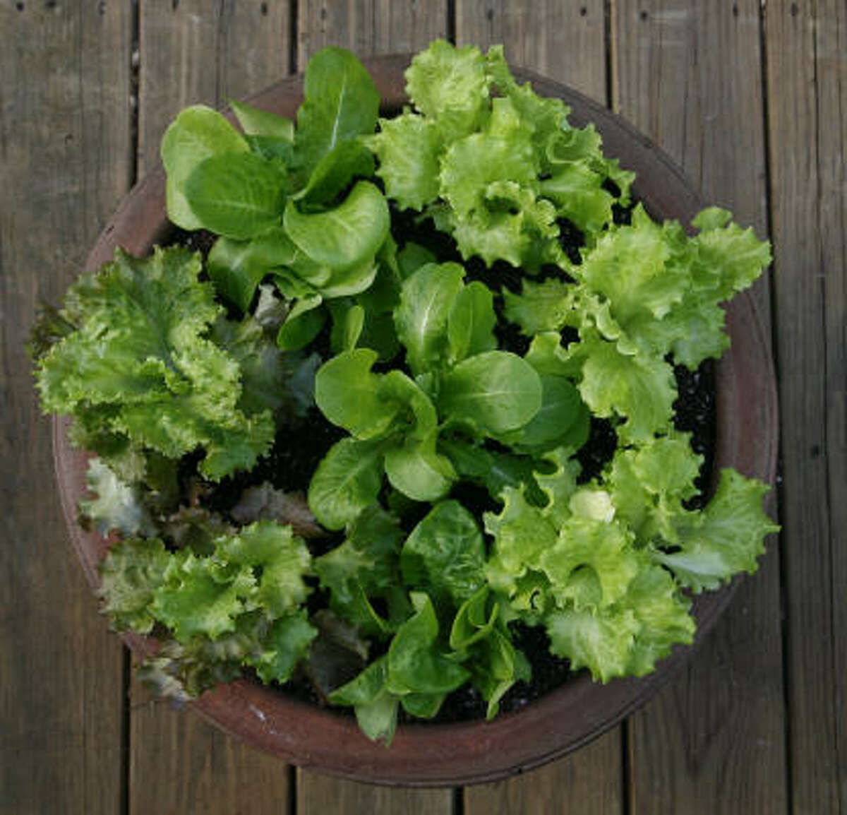 Salad bowls: Grow lettuce in containers