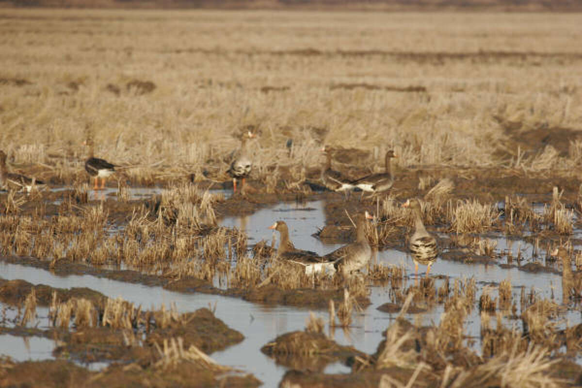 Tompkins: Tough time for Texas' goose hunters