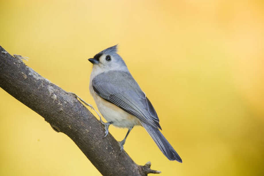 Two titmice similar but are separate species - Houston Chronicle