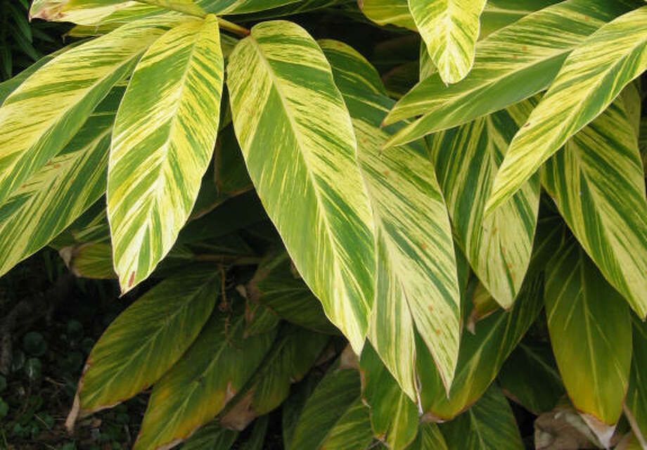 Will variegated ginger come back from freeze? - Houston Chronicle