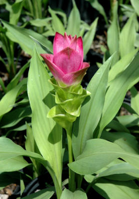 Fall sale preview: Some notable rose-pink bloomers