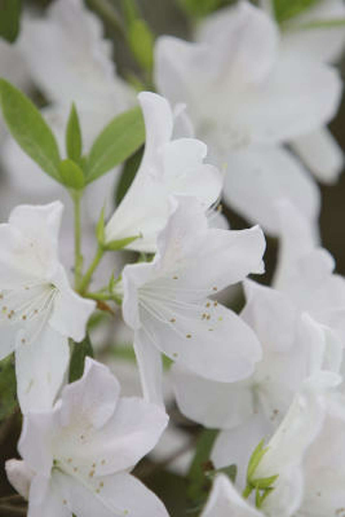 Azalea Trail returns to Houston Friday