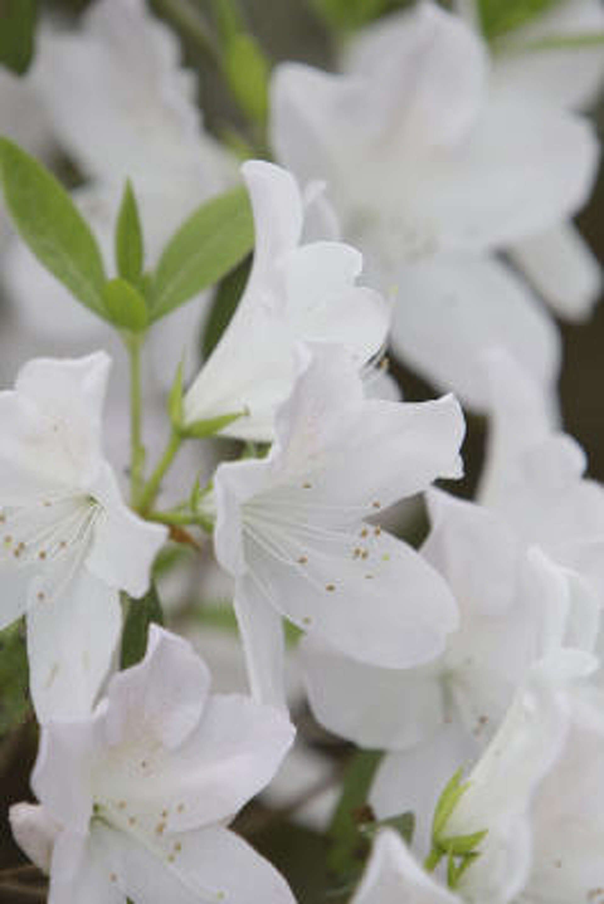 Azalea Trail returns to Houston Friday