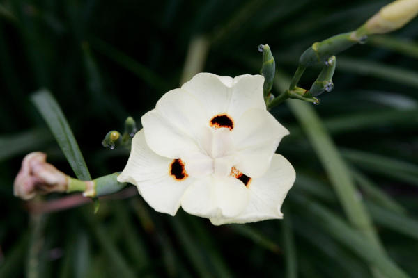 Do I cut back freeze-burned African iris in spring?