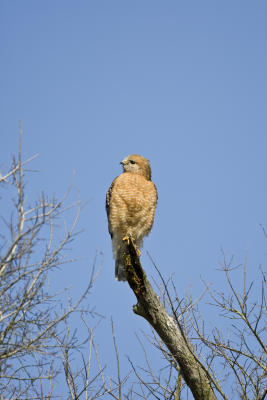 Red-shouldered hawks soaring high overhead