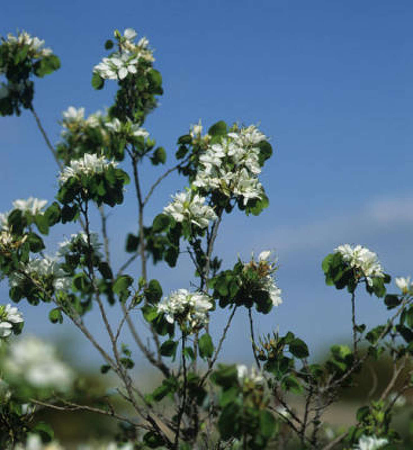 How cold-hardy is anacacho orchid tree?