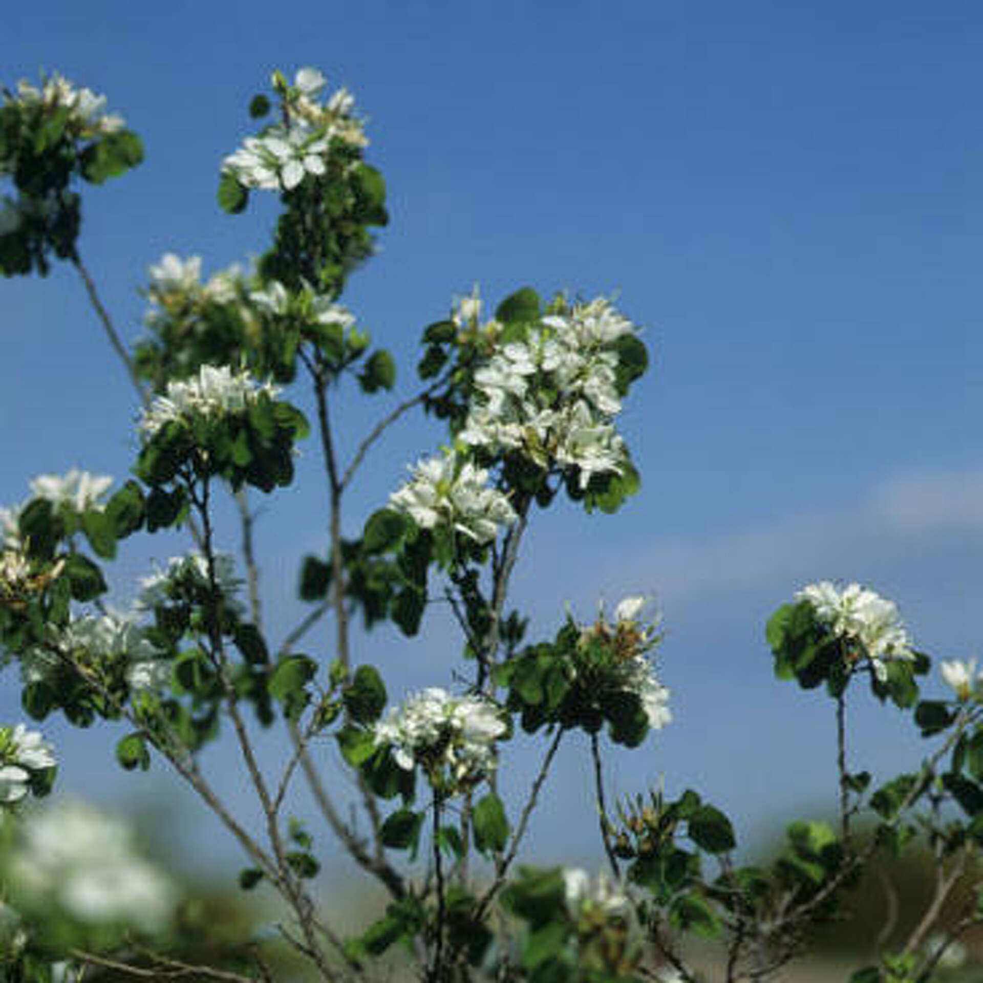 How cold-hardy is anacacho orchid tree?
