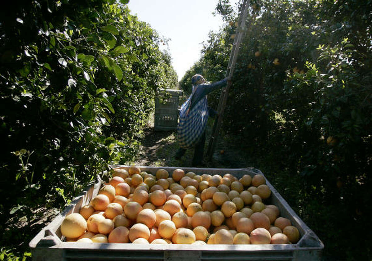 Z is for Zebra, but T is for more than Texas