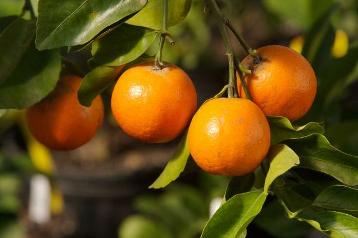Citrus trees