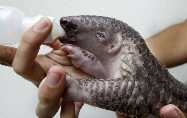 Pangolins, the cutest endangered species