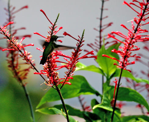 Hummingbirds of Houston