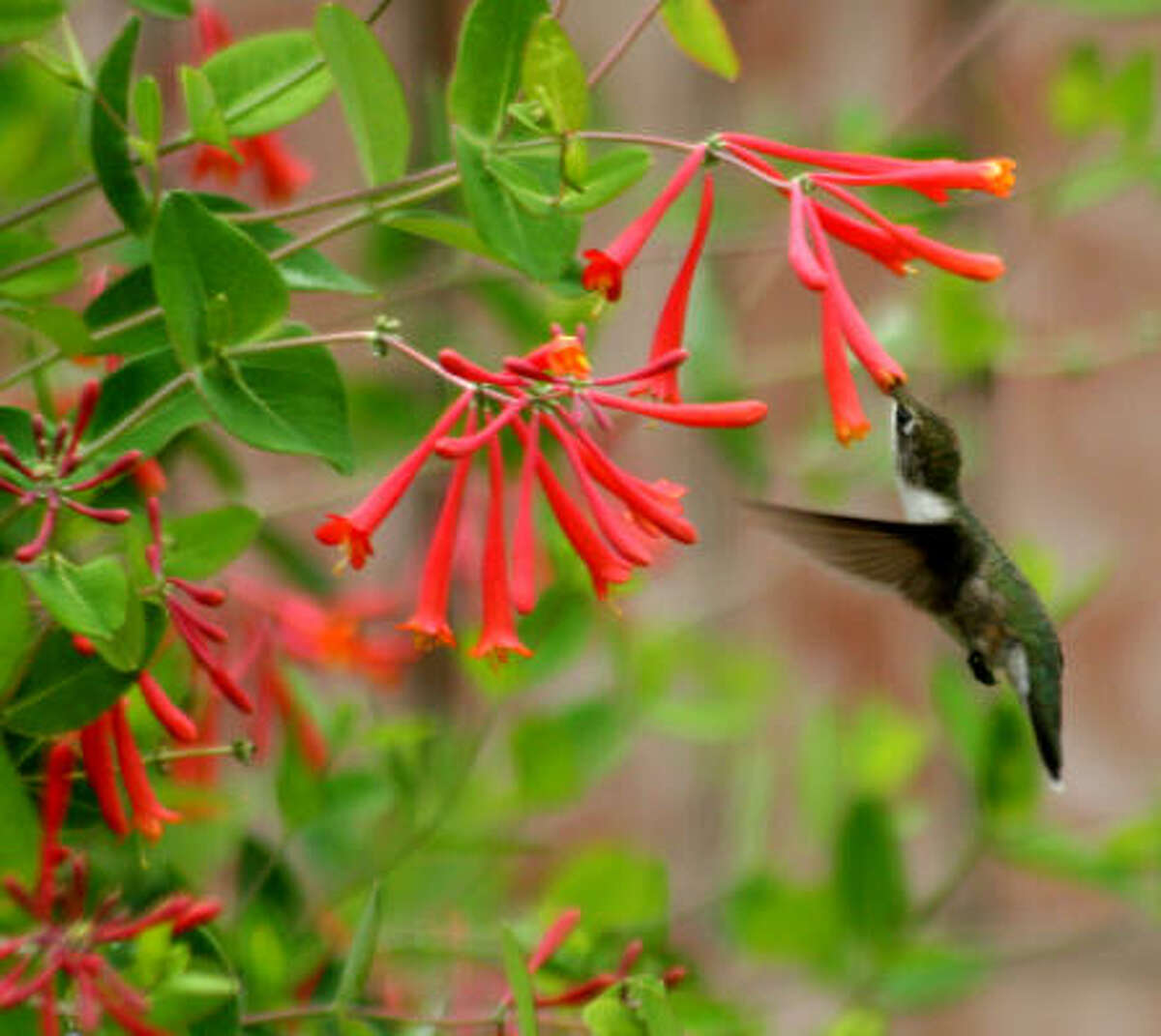 Hello, hummingbirds