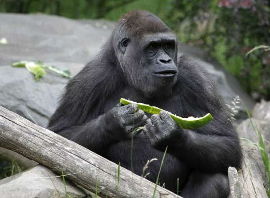 Wild for watermelon - Houston Chronicle