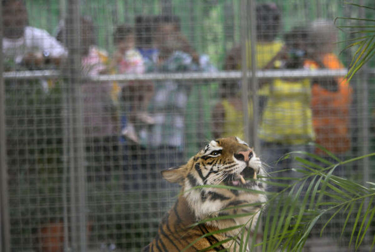 The circus comes to town