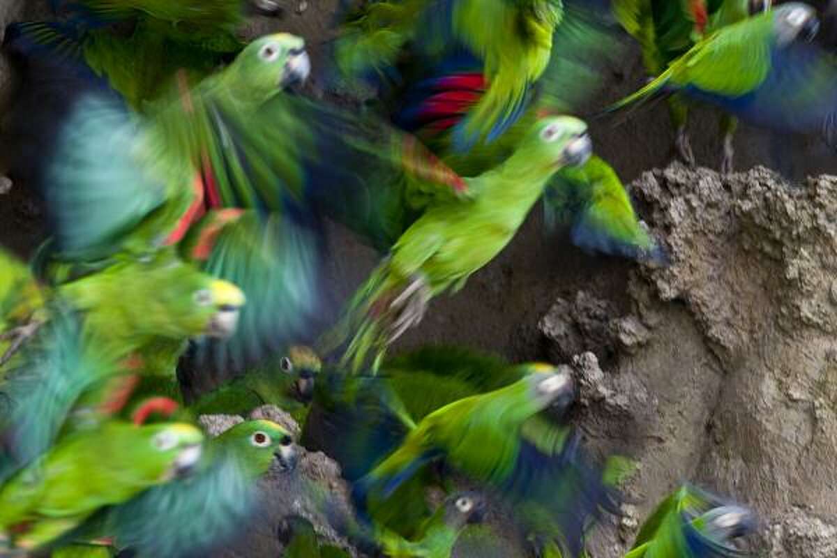 Ecuador's parrots draw all the attention