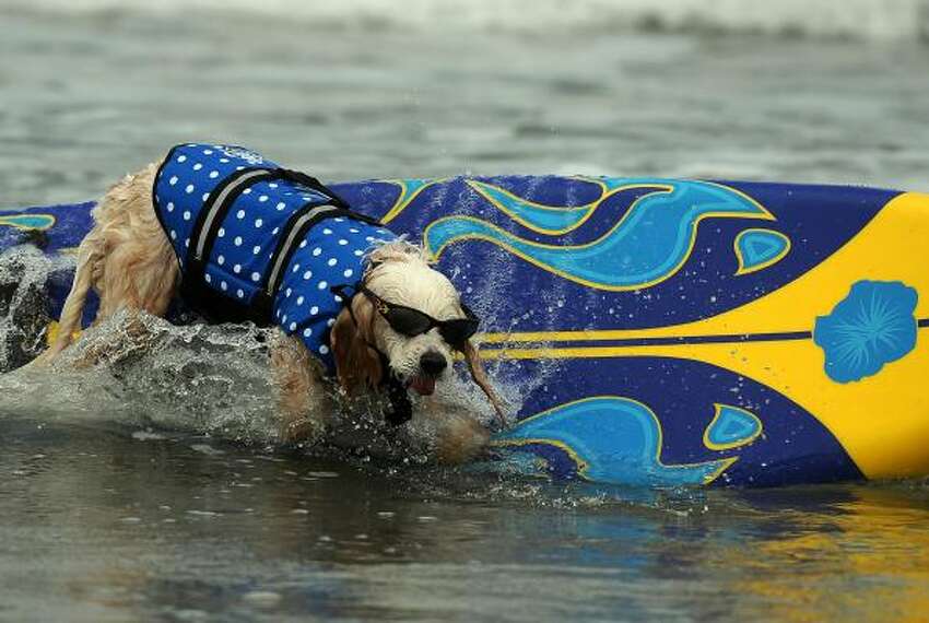 Dogs hit the surf