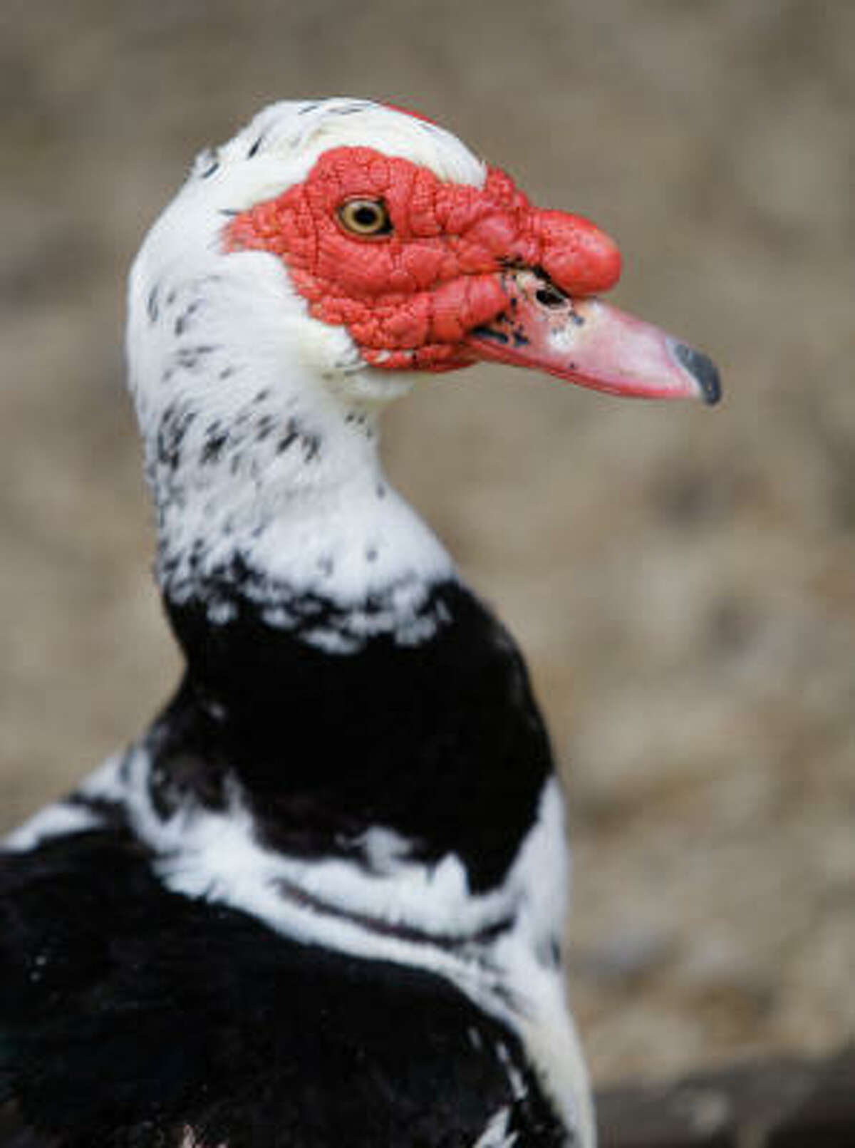 Here's what the city of Pearland is doing to address the growing ...