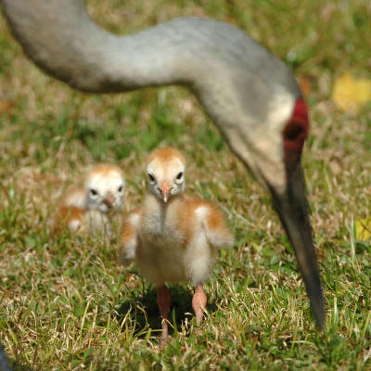 Baby Sandhill Cranes