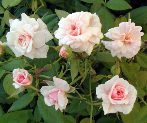 Roses you can't kill