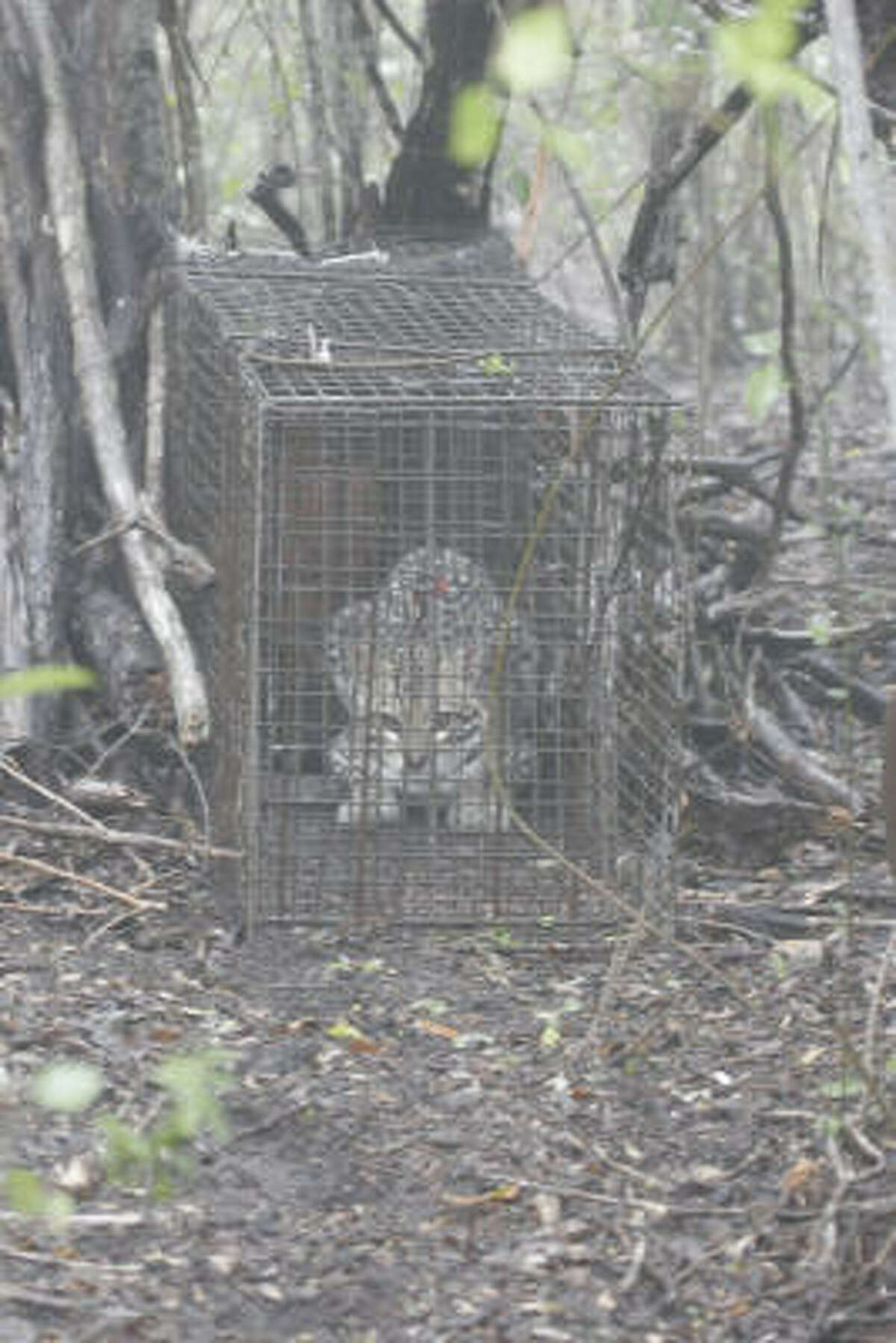 Learning about ocelots