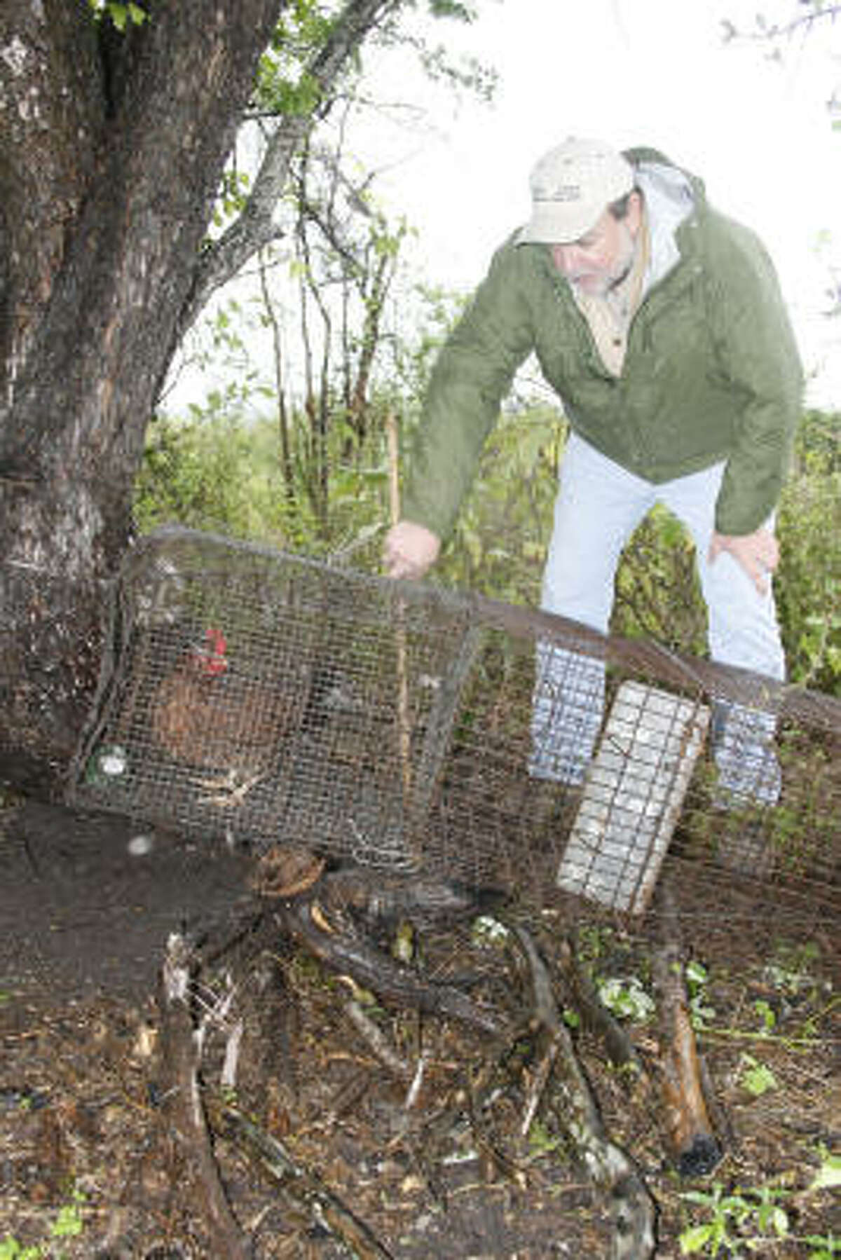 Learning about ocelots