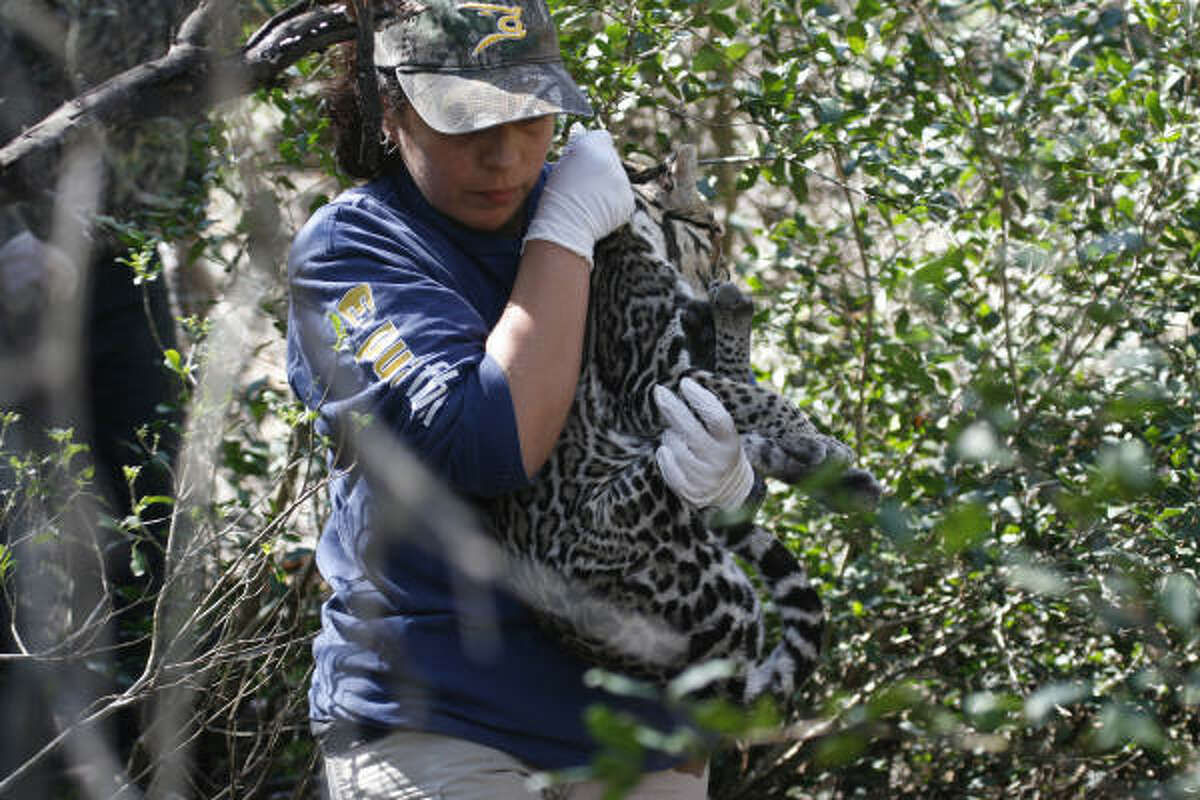 First ocelot den found in 20 years at wildlife refuge