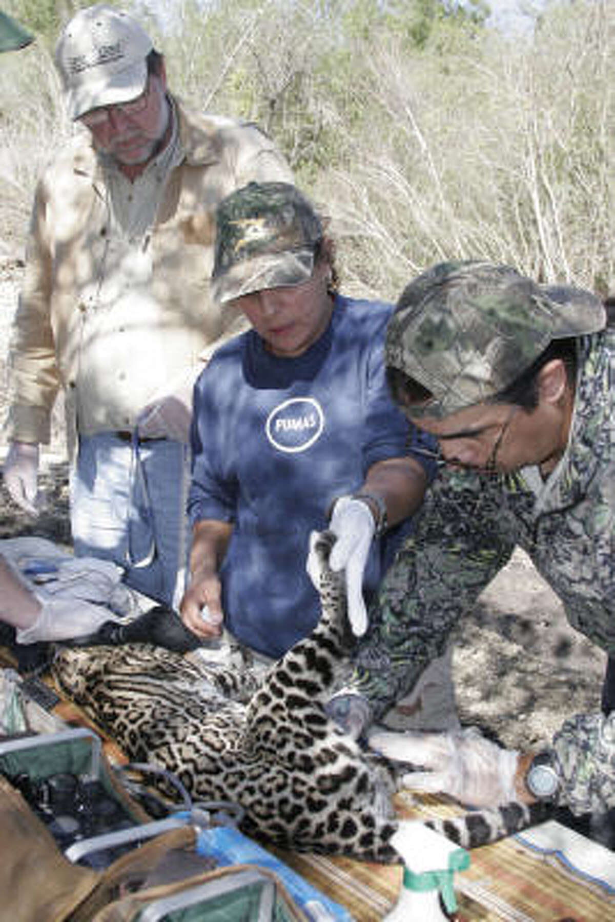 First ocelot den found in 20 years at wildlife refuge