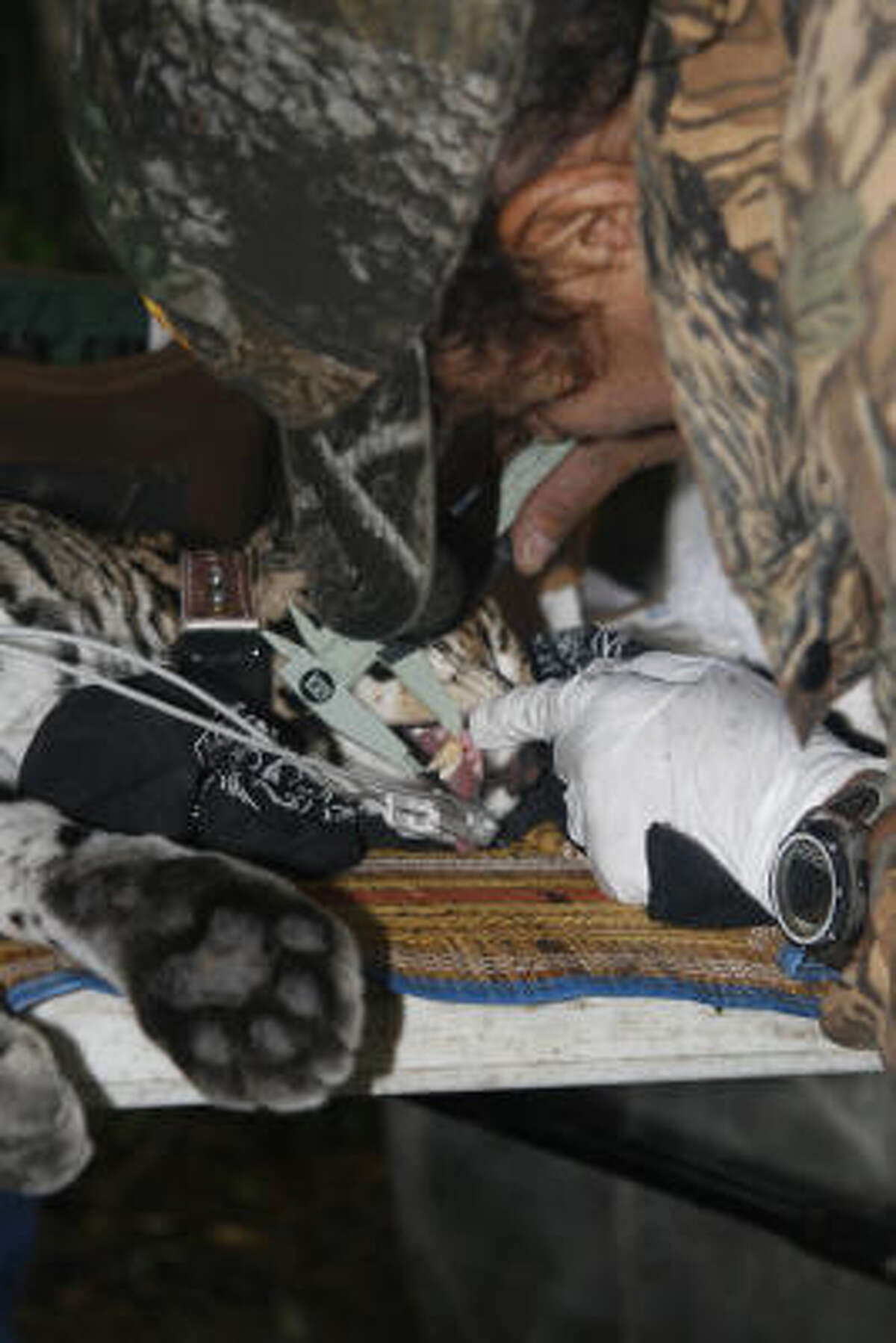 First ocelot den found in 20 years at wildlife refuge