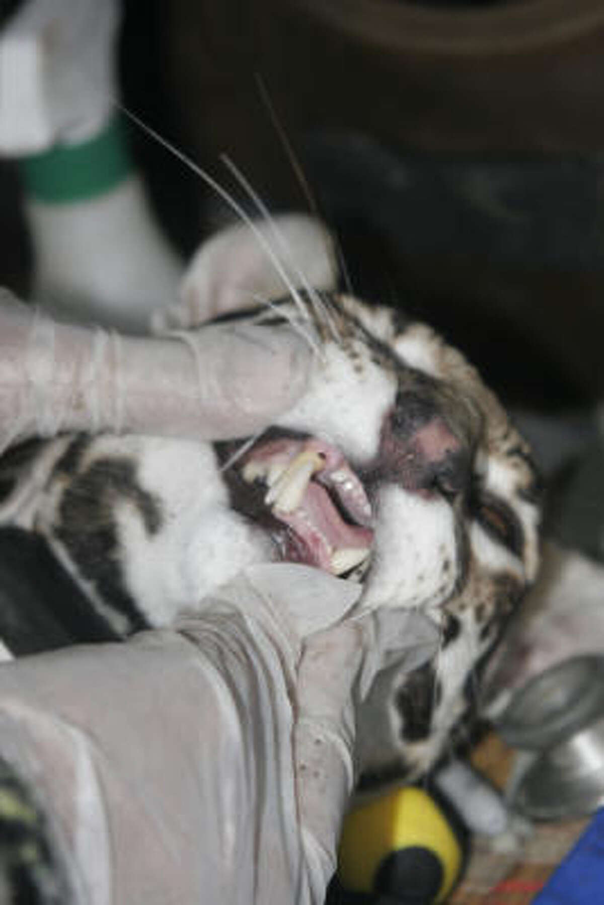 First ocelot den found in 20 years at wildlife refuge