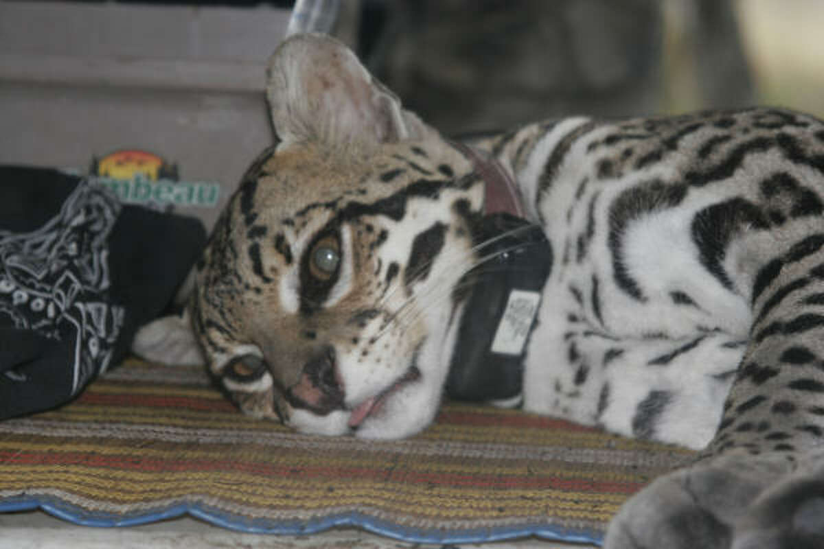 First ocelot den found in 20 years at wildlife refuge