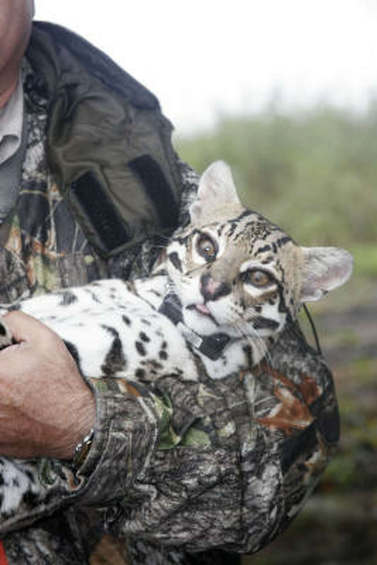 First ocelot den found in 20 years at wildlife refuge
