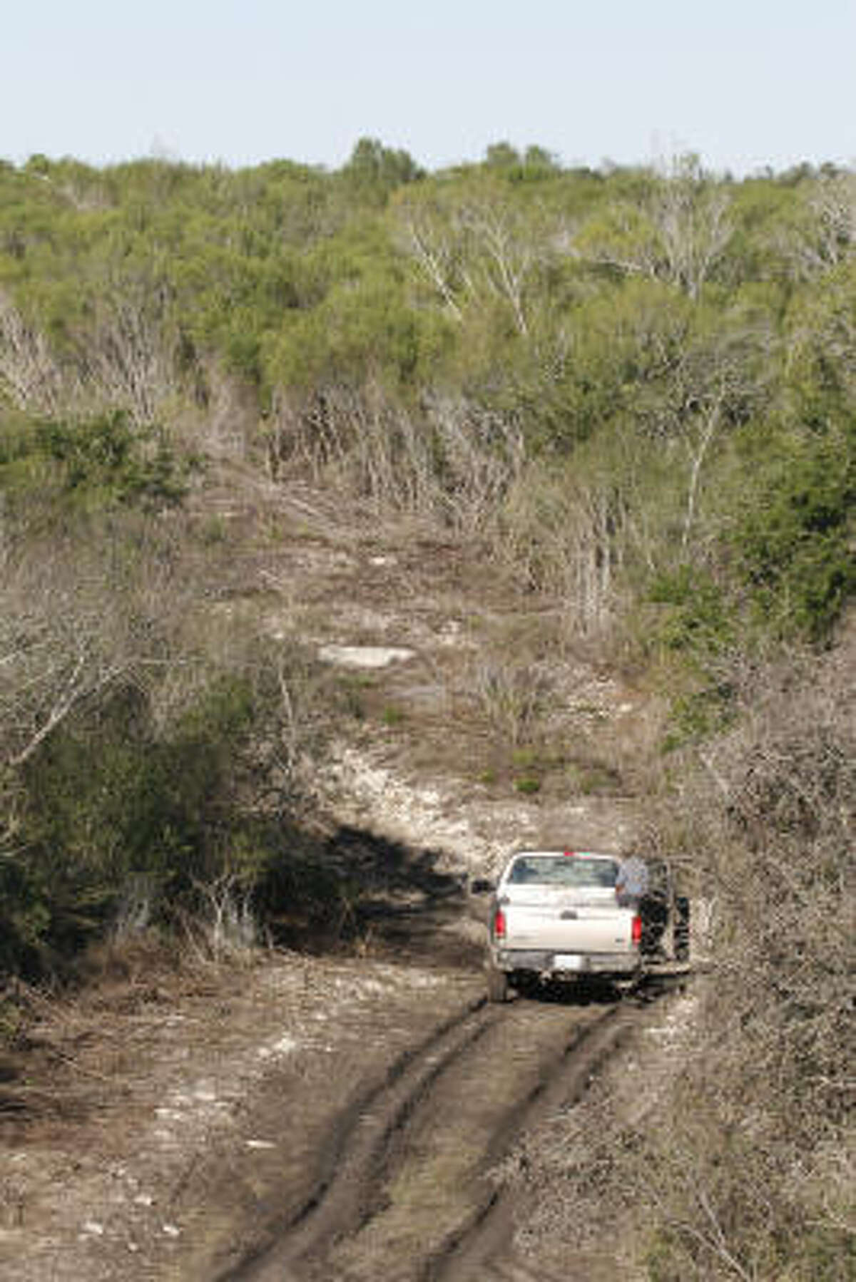 First ocelot den found in 20 years at wildlife refuge