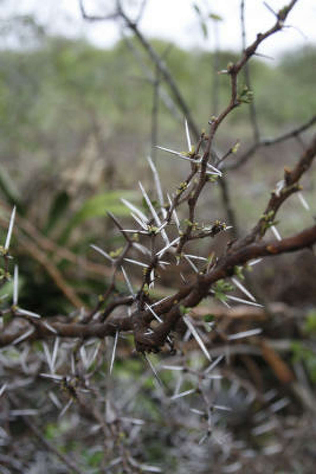 First ocelot den found in 20 years at wildlife refuge