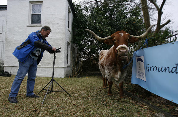 Texas animals predict the weather