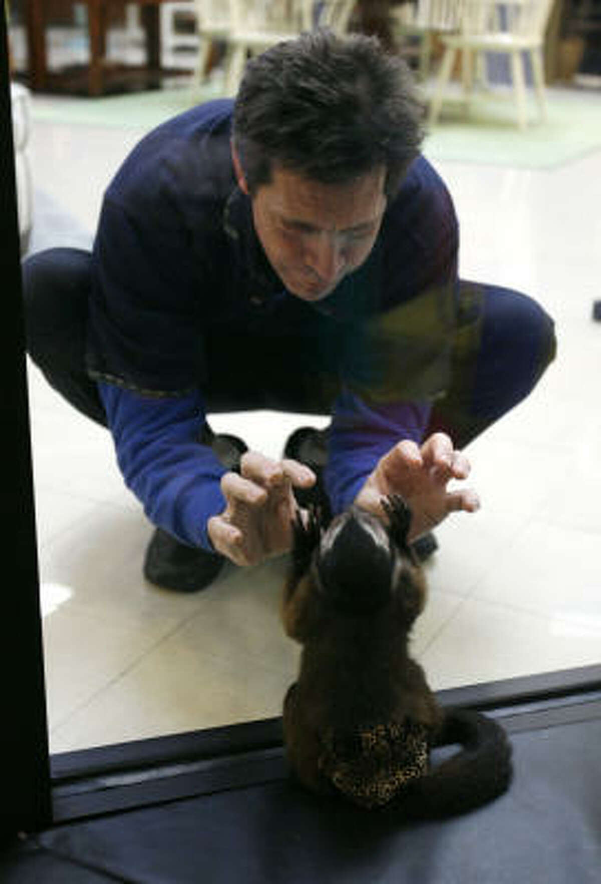 Gallery Furniture monkeys